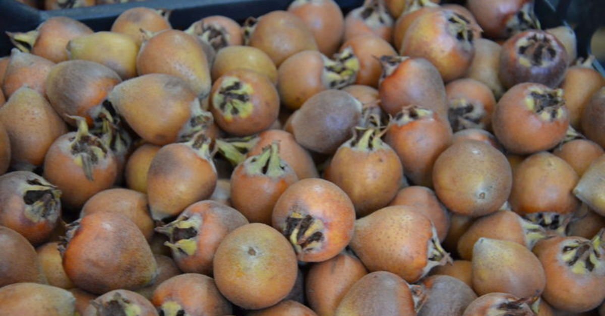 Muşmula nedir ve faydaları nelerdir?